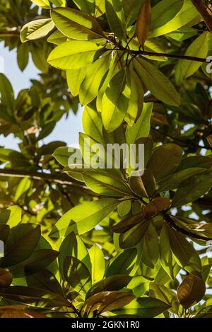 Backlit waxy leaves of Magnolia (Magnolia grandiflora) - an evergreen ...
