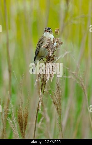 A selective focus shot of sedge warbler sitting on common reed growing ...