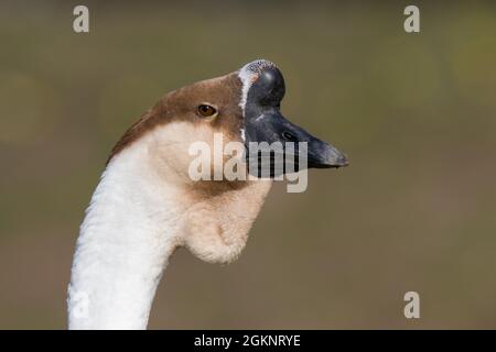 Anser cygnoides f. domestica - Chinese goose with typical basal knob ...