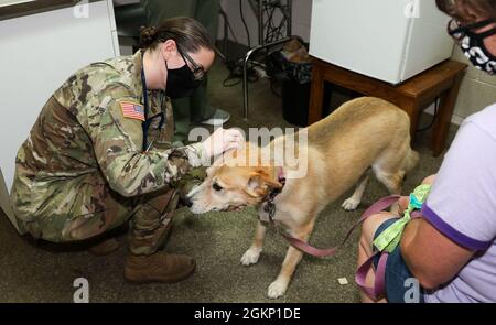 Members of the U.S. Army Veterinary Corps wearing historical uniforms ...