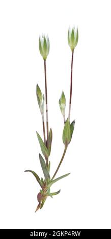 Upright Chickweed, moenchia erecta] Stock Photo - Alamy