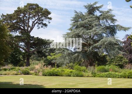 Fir trees Exbury Gardens Stock Photo - Alamy