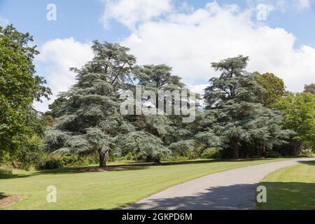 Fir trees Exbury Gardens Stock Photo - Alamy