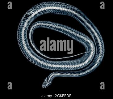 Snake under x-ray a whole mouse can be seen being digested on the left ...