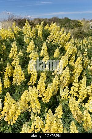 Tree lupin (Lupinus arboreus). Naturalised on dunes in Devon Stock ...