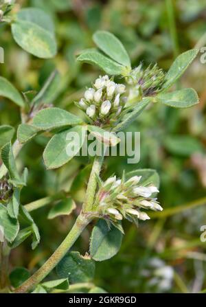 Rough Clover (Trifolium scabrum Stock Photo - Alamy