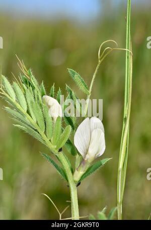 Yellow Vetch (Vicia lutea) flower Stock Photo - Alamy