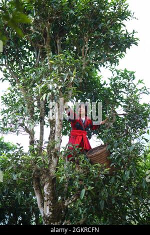 Tua Chua giant tea tree in Dien Bien province northern Vietnam Stock ...