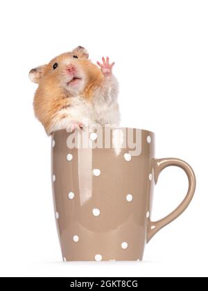 Adult golden hamster sitting facing front. Looking straight into camera ...