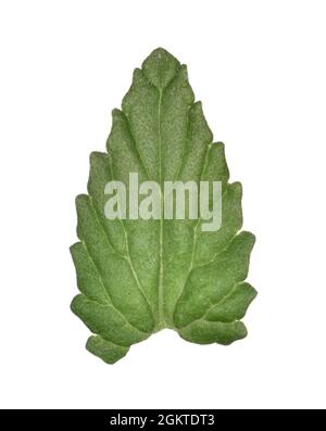 Yellow Bartsia; Parentucellia viscosa; UK Stock Photo - Alamy
