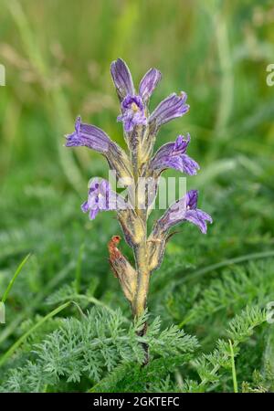 Yarrow Broomrape - Phelipanche purpurea Stock Photo - Alamy