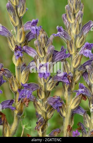 (Phelipanche purpurea purpurea Stock Photo - Alamy