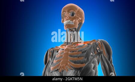 subclavius Muscle Anatomy For Medical Concept 3D Illustration Stock ...