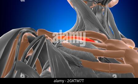 subclavius Muscle Anatomy For Medical Concept 3D Illustration Stock ...