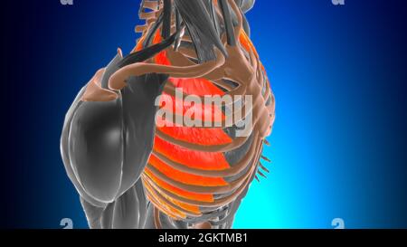 External intercostal Muscle Anatomy For Medical Concept 3D Illustration ...
