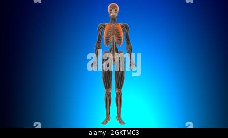 External intercostal Muscle Anatomy For Medical Concept 3D Illustration ...