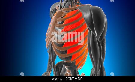 External intercostal Muscle Anatomy For Medical Concept 3D Illustration ...