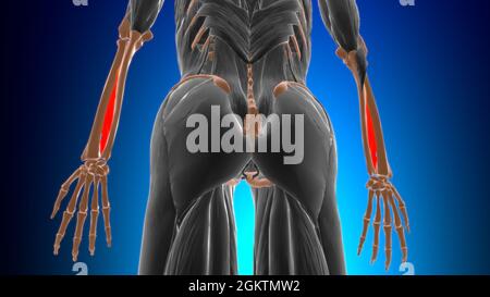Interosseous membrane forearm Muscle Anatomy For Medical Concept 3D ...