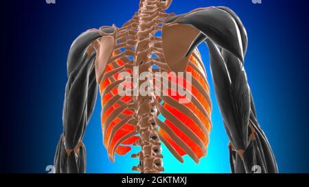Internal intercostal Muscle Anatomy For Medical Concept 3D Illustration ...