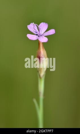Proliferous Pink (Petrorhagia prolifera Stock Photo - Alamy