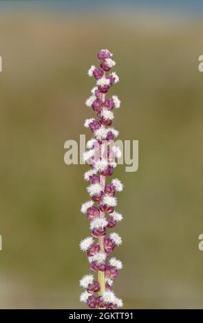 Sea Arrowgrass - Triglochin maritima Stock Photo - Alamy