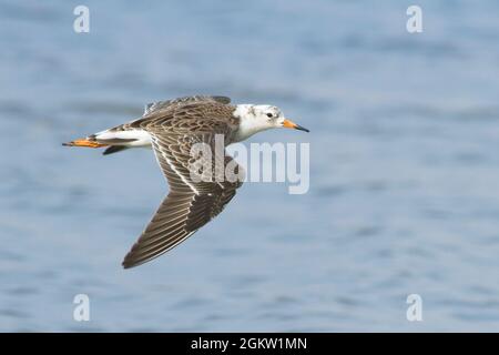 Ruff (Calidris pugnax) in flight Stock Photo - Alamy