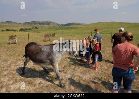 Visitors feeding Begging burros on the roadside in Custer State Park ...