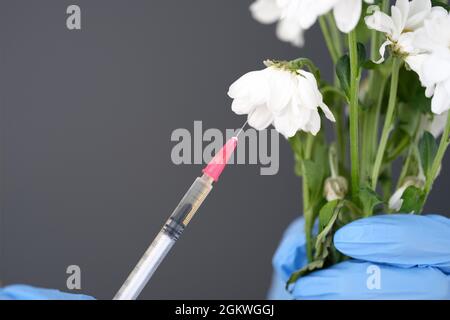 Doctor injecting medicine into dried white chrysanthemum flower closeup ...