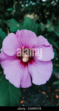 Vertical shot of blooming purple Hibiscus flowers Stock Photo - Alamy