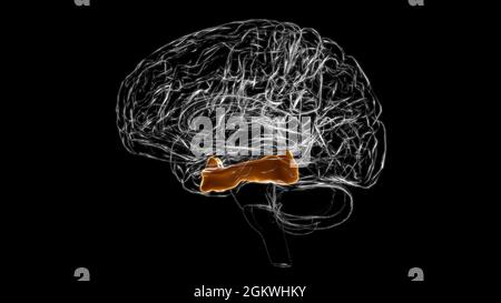 Brain angular gyrus Anatomy For Medical Concept 3D Illustration Stock ...