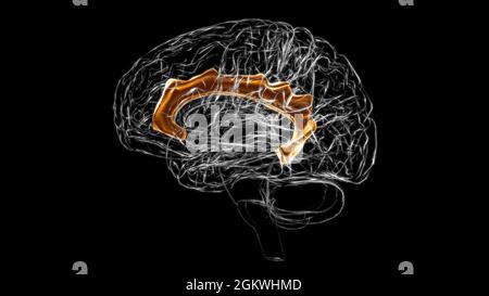 Brain angular gyrus Anatomy For Medical Concept 3D Illustration Stock ...
