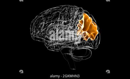 Brain supramarginal gyrus Anatomy For Medical Concept 3D Illustration ...