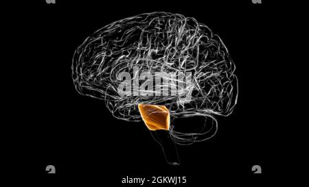 Brain Third ventricle Anatomy For Medical Concept 3D Illustration Stock ...