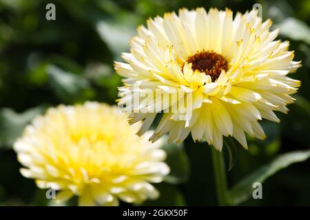 Calendula Snow Princess / Marigolds Stock Photo - Alamy