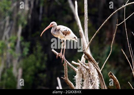 Juvenile white ibis in rookery trees Stock Photo - Alamy