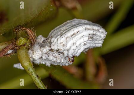 White Scale Insects of the Superfamily Coccoidea in a plant Stock Photo ...