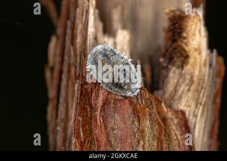 White Scale Insects of the Superfamily Coccoidea in a plant Stock Photo ...