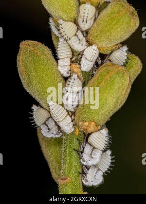 Membracis treehopper. Treehoppers (family Membracidae) are insects ...