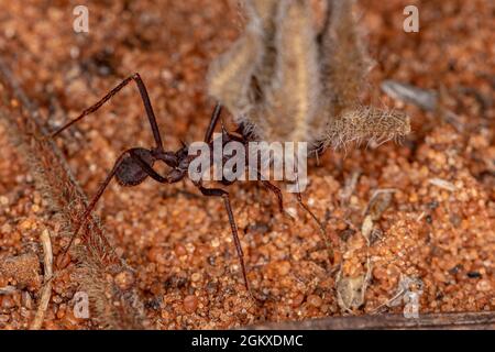 Atta Leaf-cutter Ant of the Genus Atta working Stock Photo - Alamy