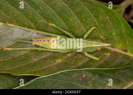 Conehead Katydid Nymph of the Subfamily Conocephalinae Stock Photo - Alamy