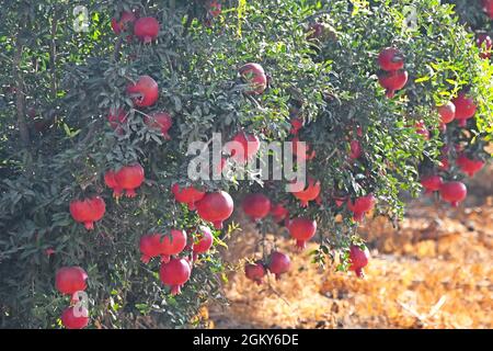 ornamental pomegranate tree in the garden Stock Photo - Alamy