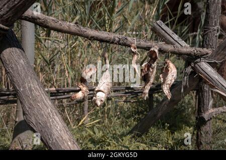 Reconstruction of a fishing settlement from the late Neolithic Vinca ...