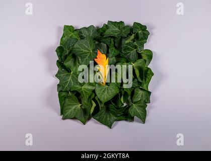 Autumn leaves gradient background. Top view Stock Photo - Alamy