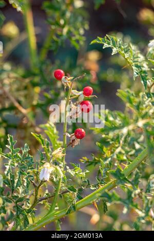 Red Buffalo-Bur Plant of the Species Solanum sisymbriifolium Stock ...
