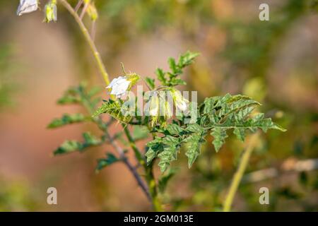 Red Buffalo-Bur Plant of the Species Solanum sisymbriifolium Stock ...