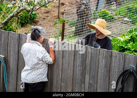 Two women neighbours chatting over their adjoining garden fence Stock ...