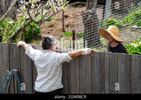 Two women neighbours chatting over their adjoining garden fence Stock ...
