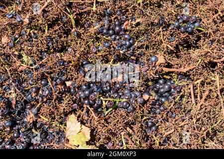 Grape pomace is the solid remains of grapes after pressing for juice ...