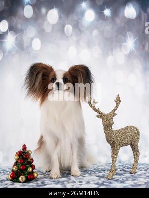 papillon dog in front of christmas background Stock Photo - Alamy