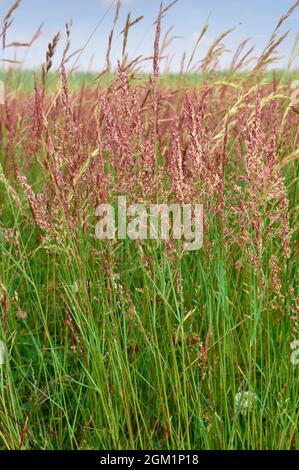 Red Fescue (Festuca rubra Stock Photo - Alamy